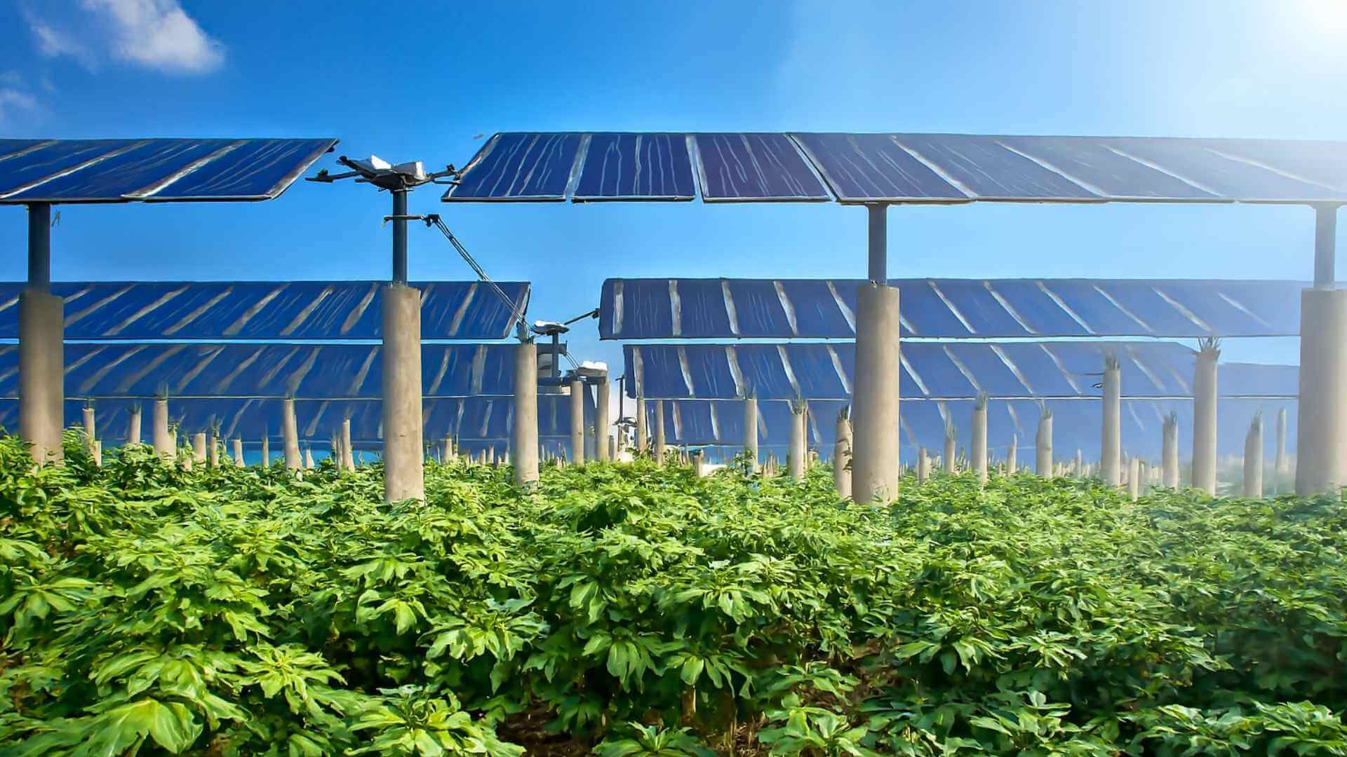 Agrivoltaic Systems for Sustainable Crop Production in California