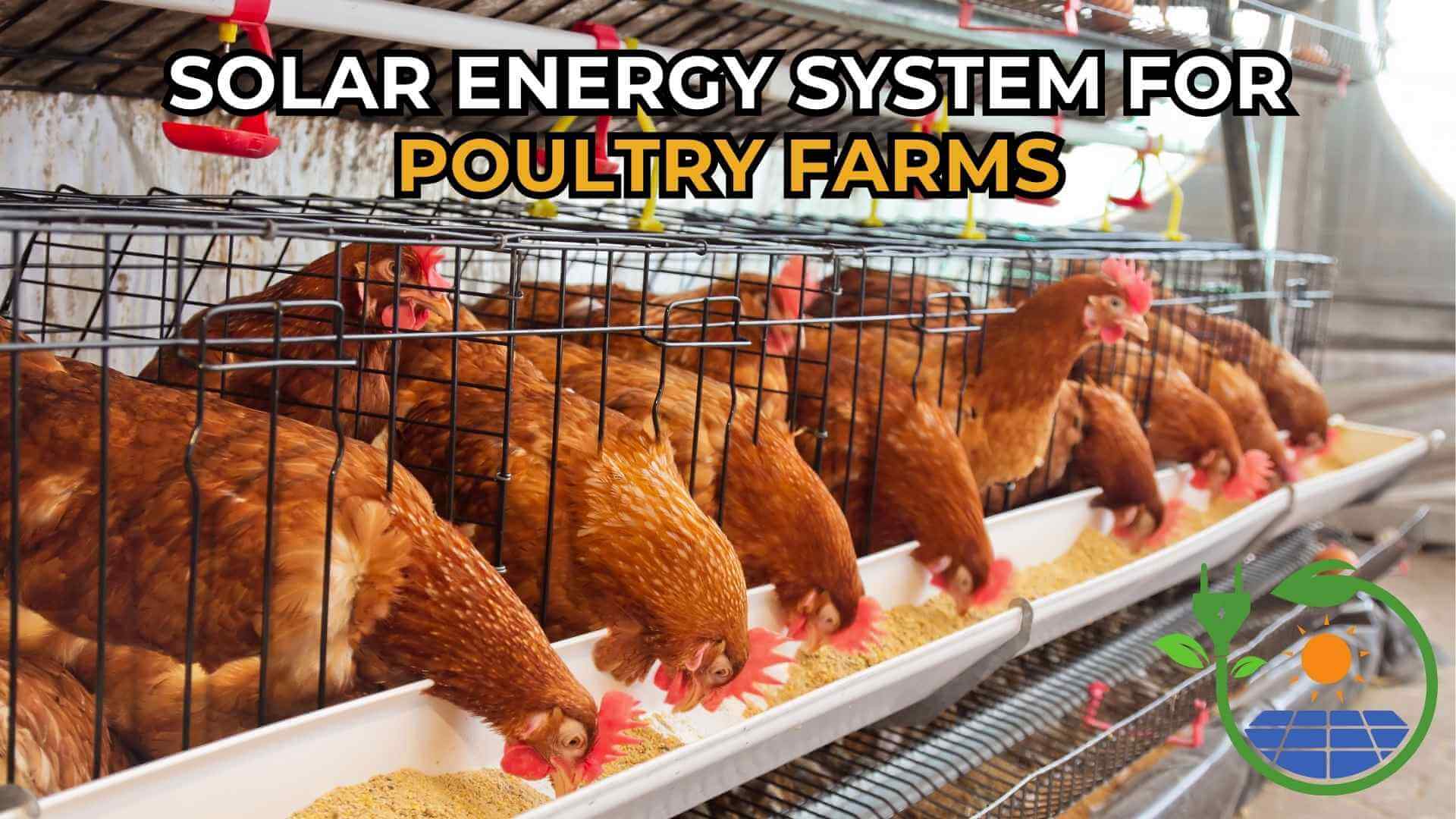Solar Energy for Poultry Farms in California | Save & Sustain